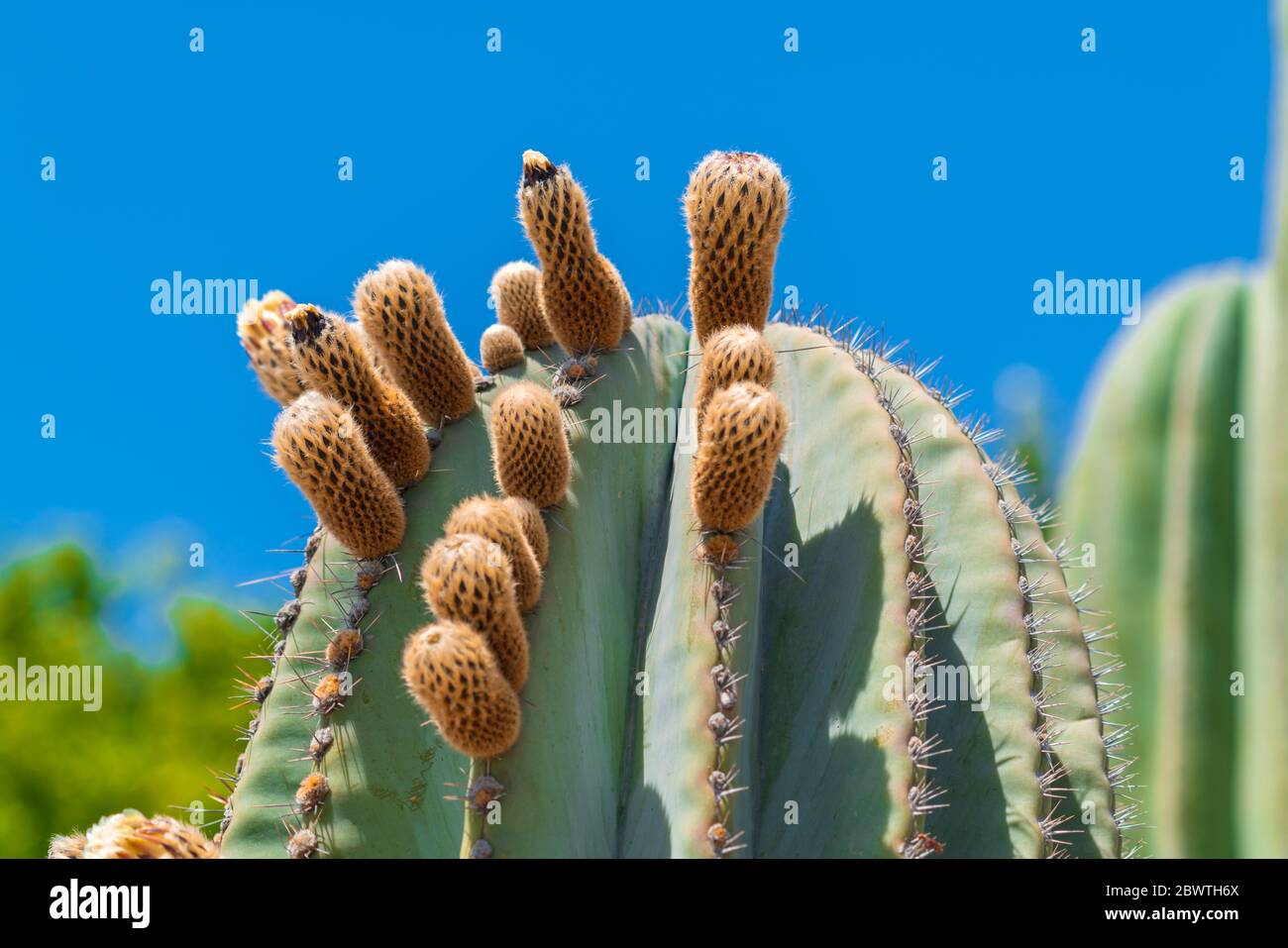Australia cactus hi-res stock photography and images - Alamy