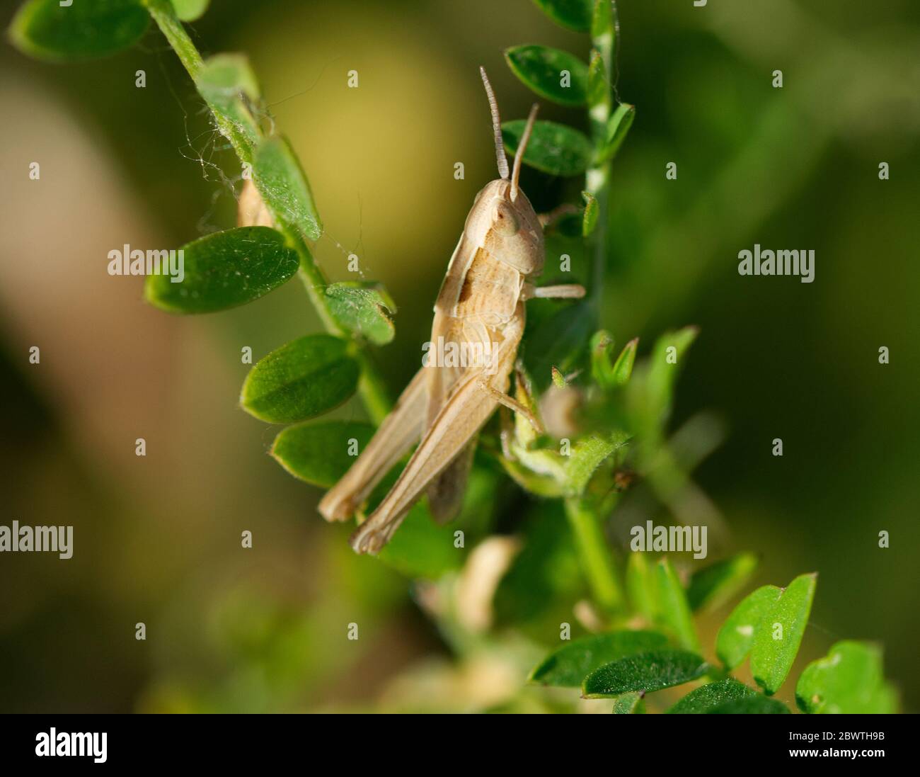 Grasshopper at their natural habitat hi-res stock photography and ...