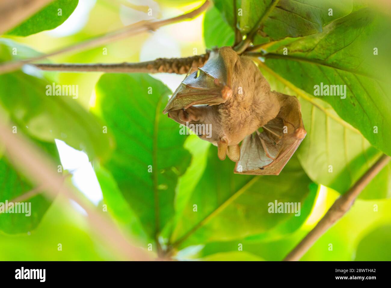 Peters' dwarf epauletted fruit bat hi-res stock photography and images ...