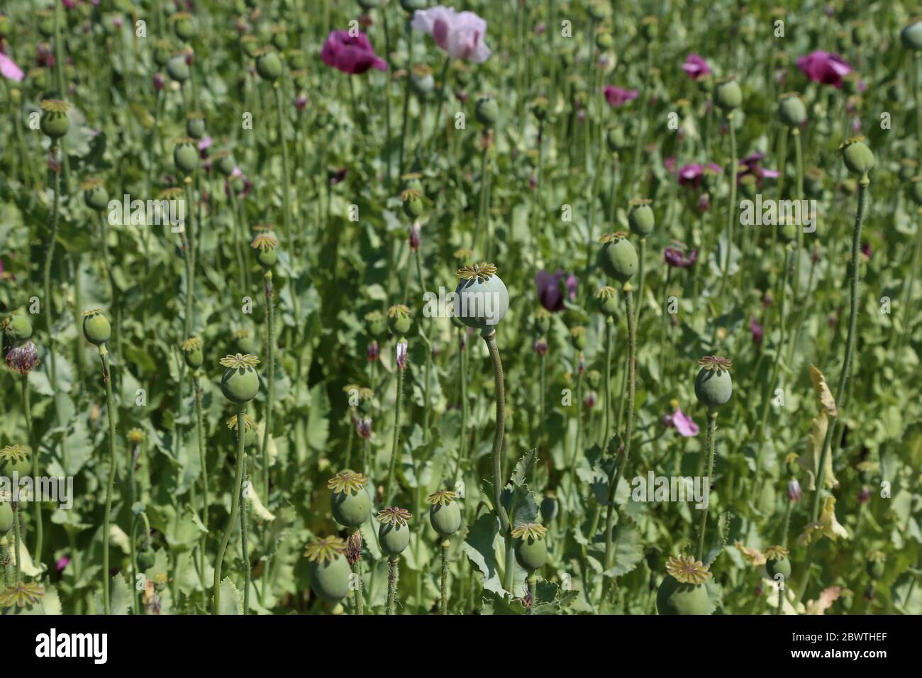 Poppy boxes hi-res stock photography and images - Alamy