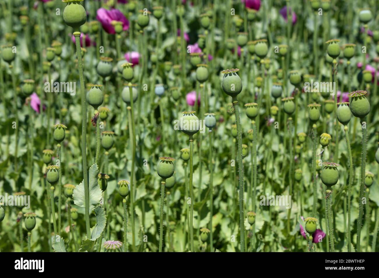 Poppy boxes hi-res stock photography and images - Alamy