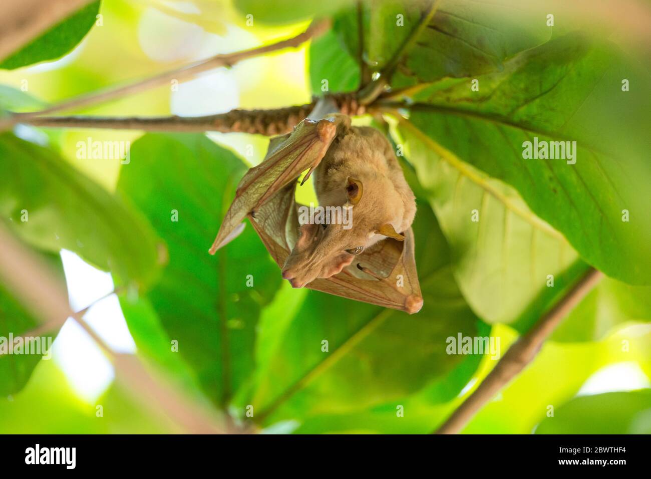 Peters' dwarf epauletted fruit bat hi-res stock photography and images ...