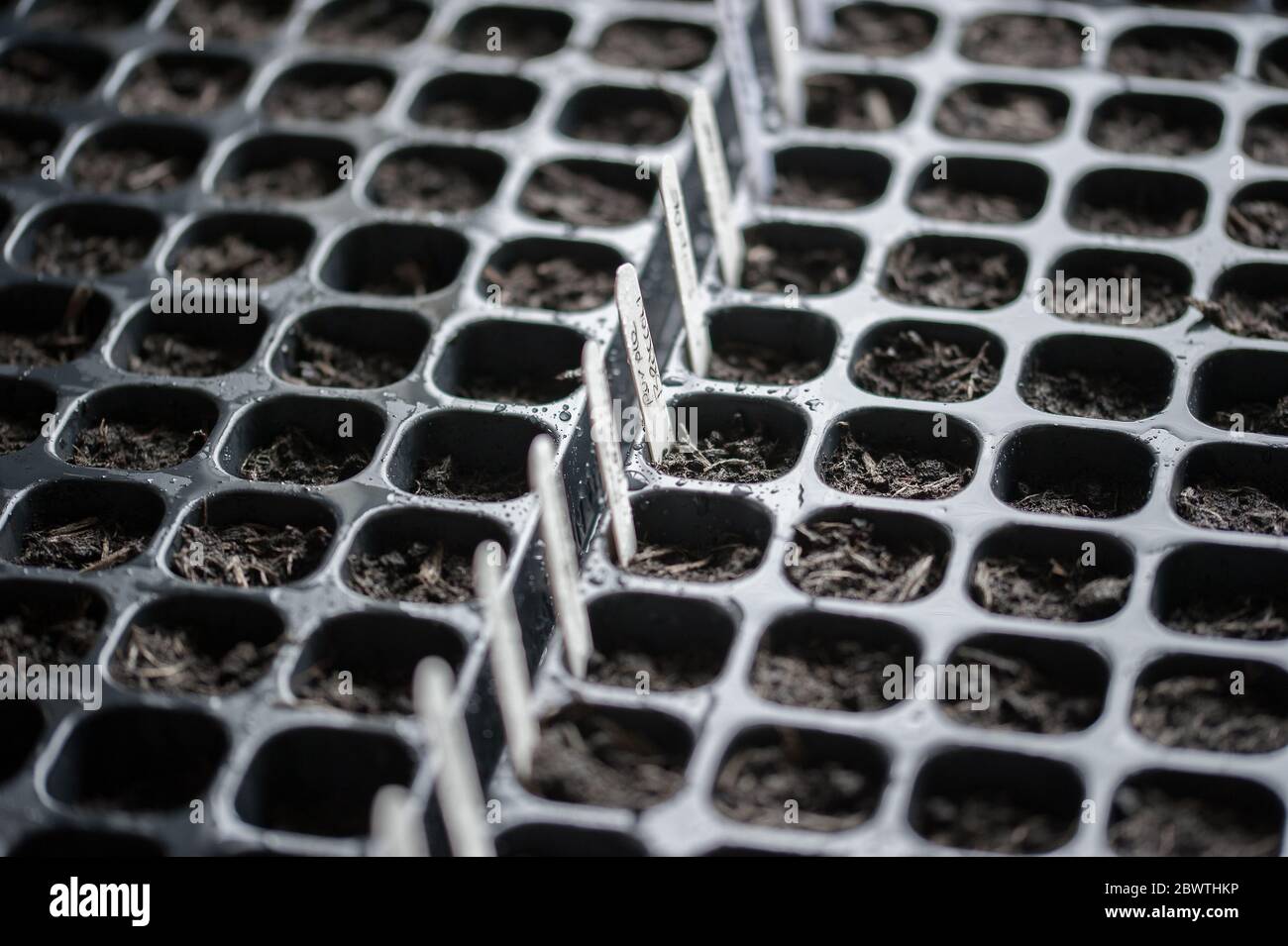 Growing veg seed trays hi-res stock photography and images - Alamy