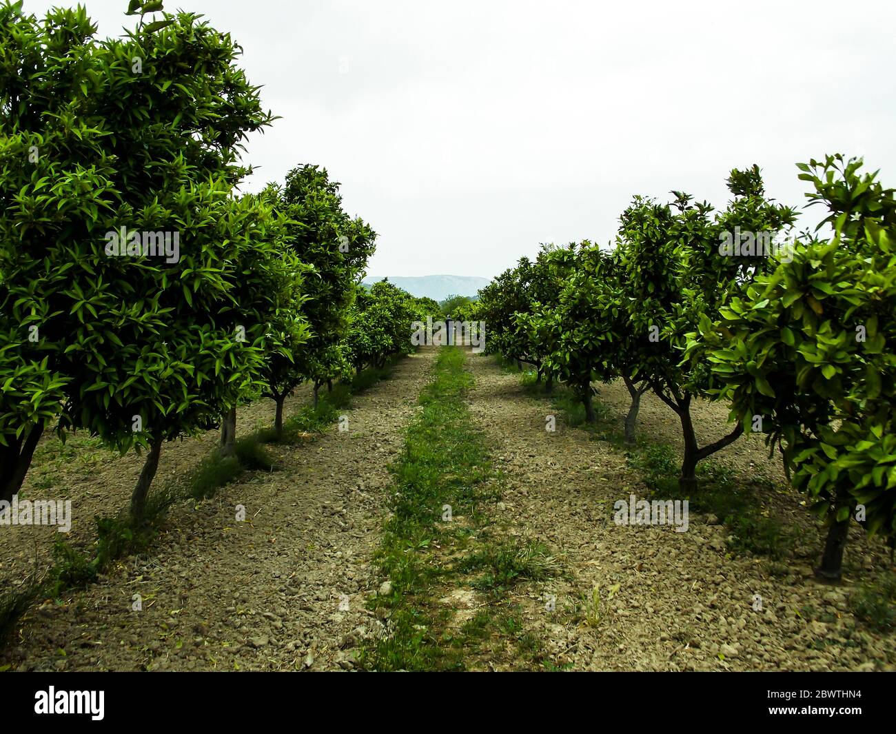 Mandarin orange field hi-res stock photography and images - Alamy