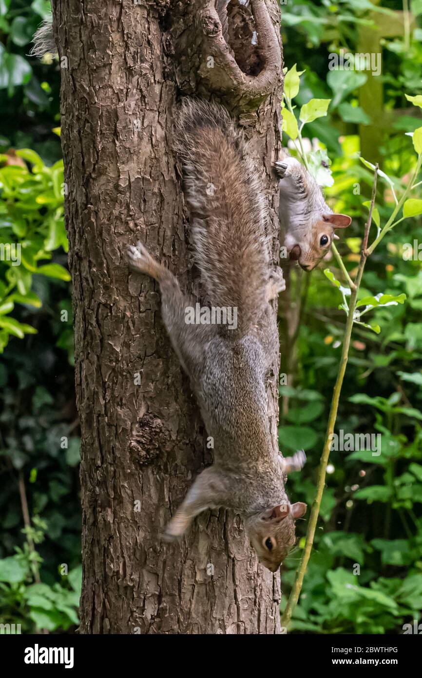 two grey squirrels playing on a tree trunk Stock Photo - Alamy
