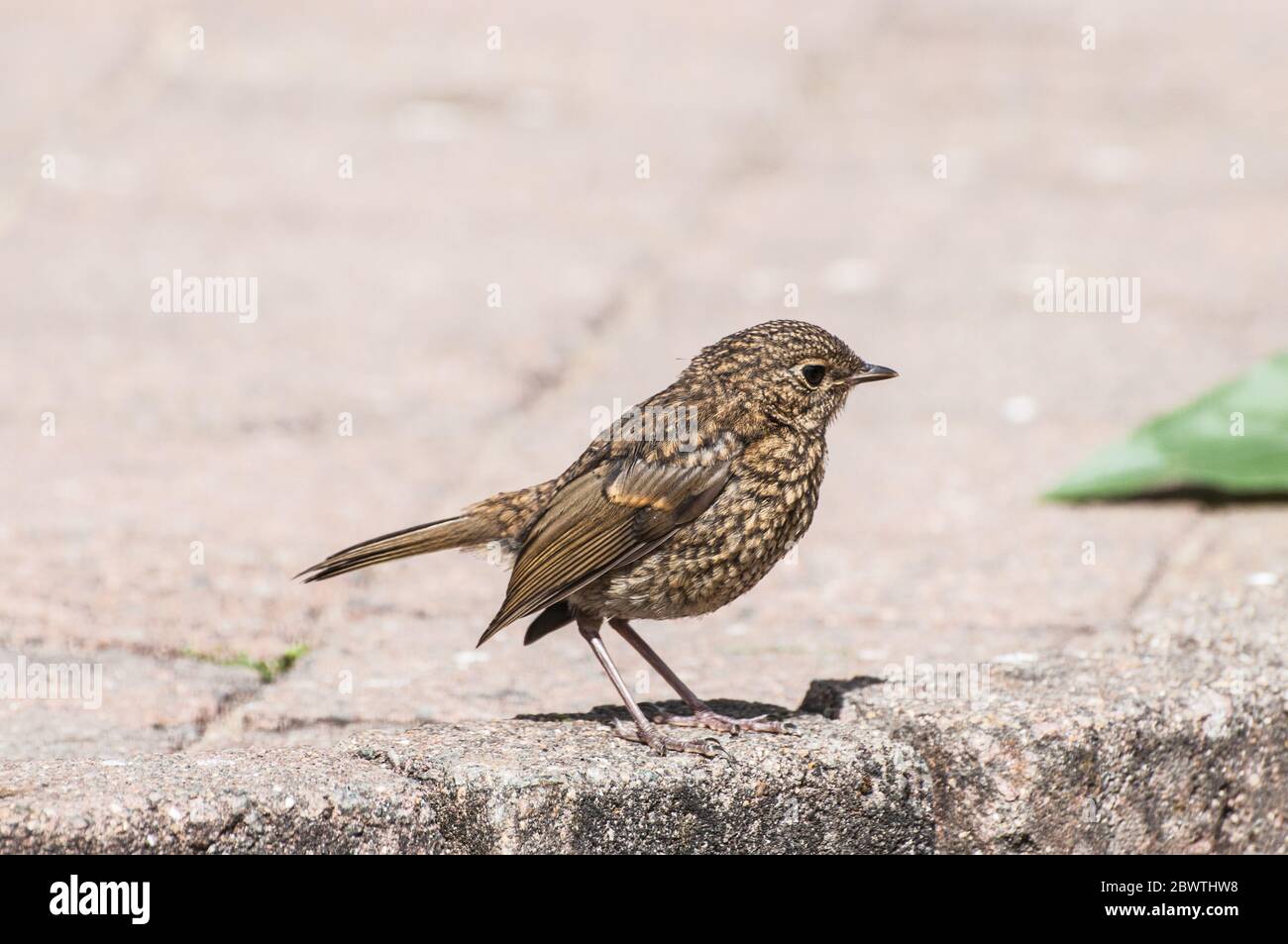 Around the UK - Wildlife in the Garden - Juvenile Robin ( Erithacus ...
