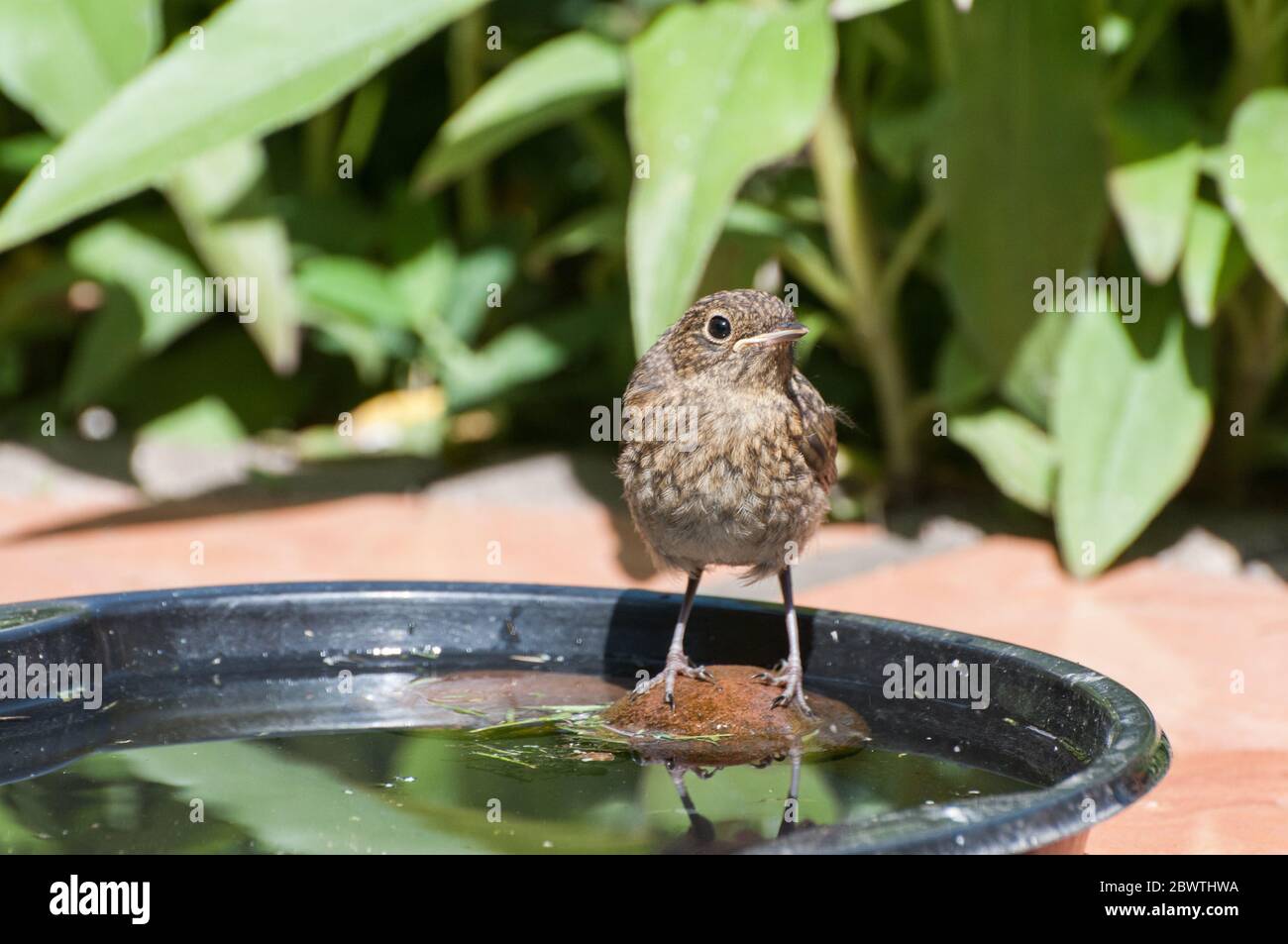 Around the UK - Wildlife in the Garden - Juvenile Robin ( Erithacus ...