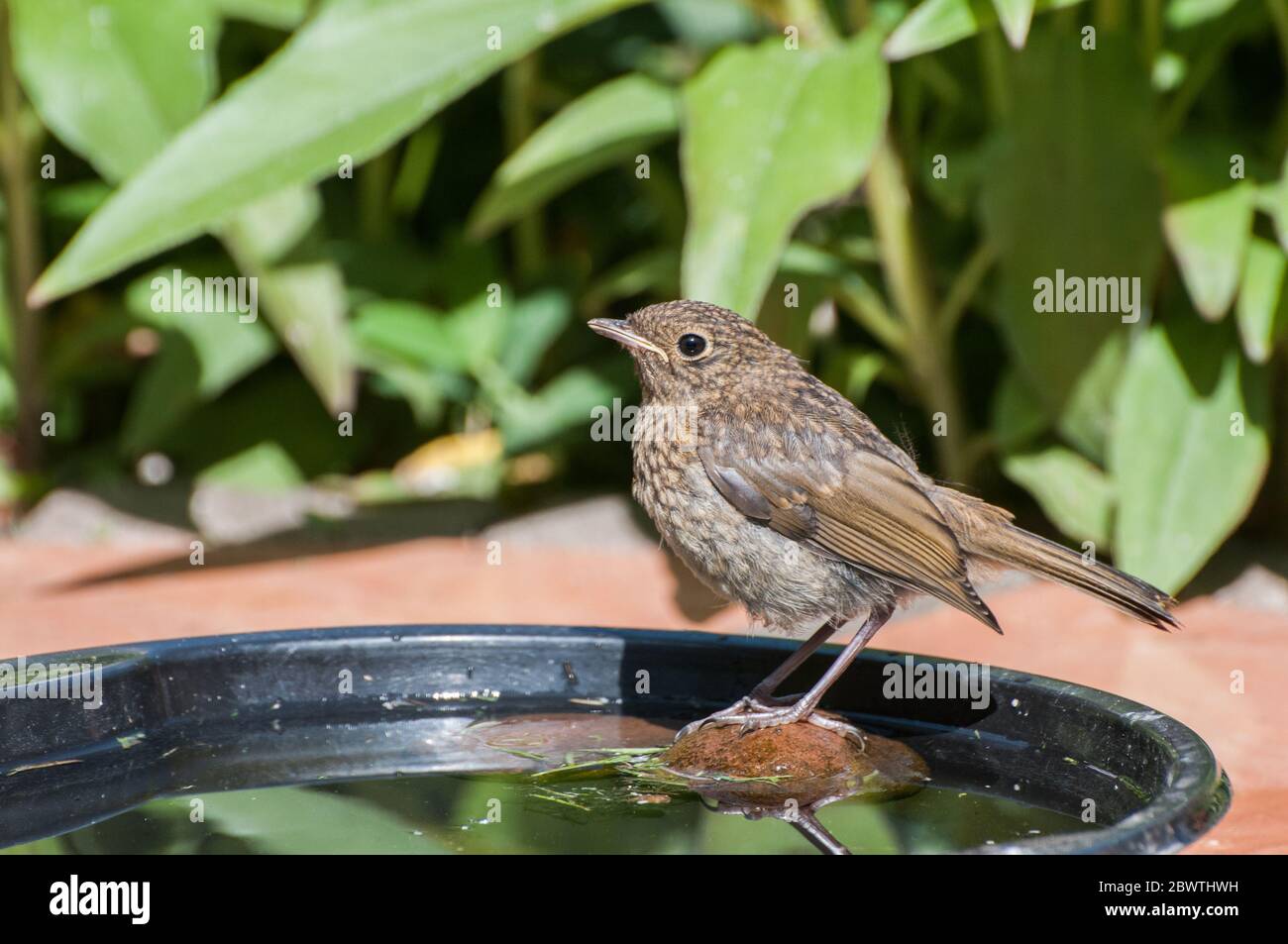 Around the UK - Wildlife in the Garden - Juvenile Robin ( Erithacus ...