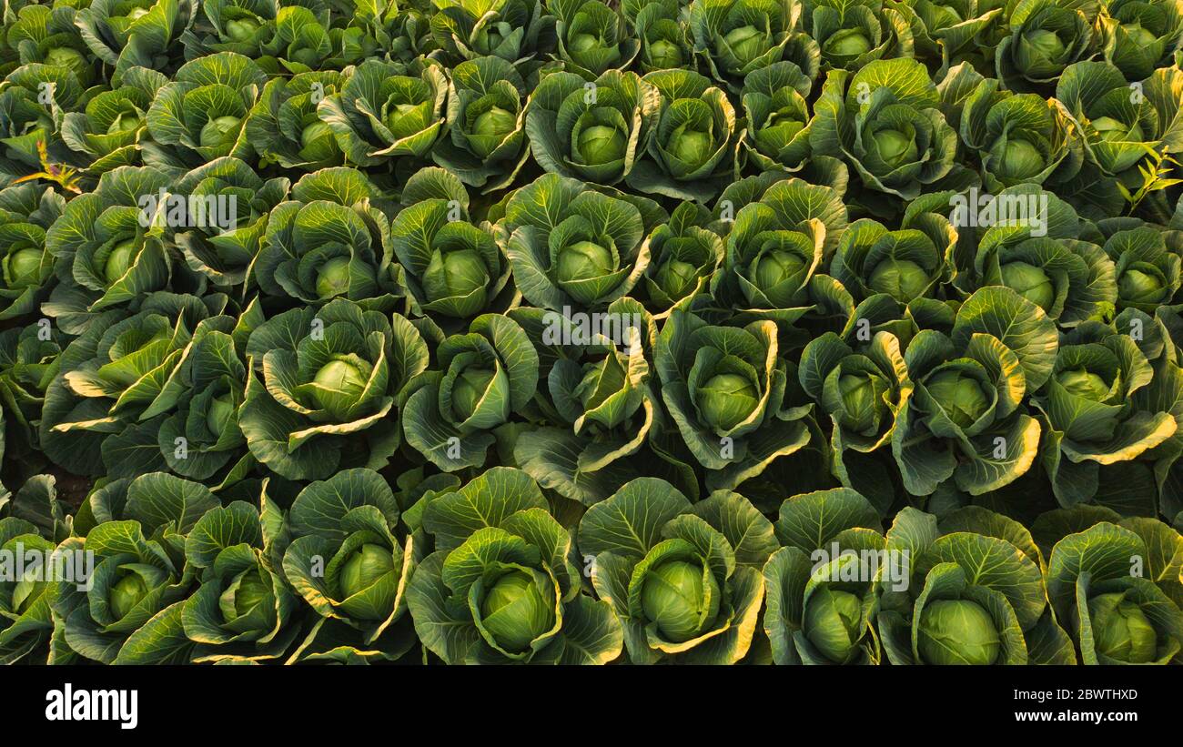Cabbage field from aerial above hi-res stock photography and images - Alamy
