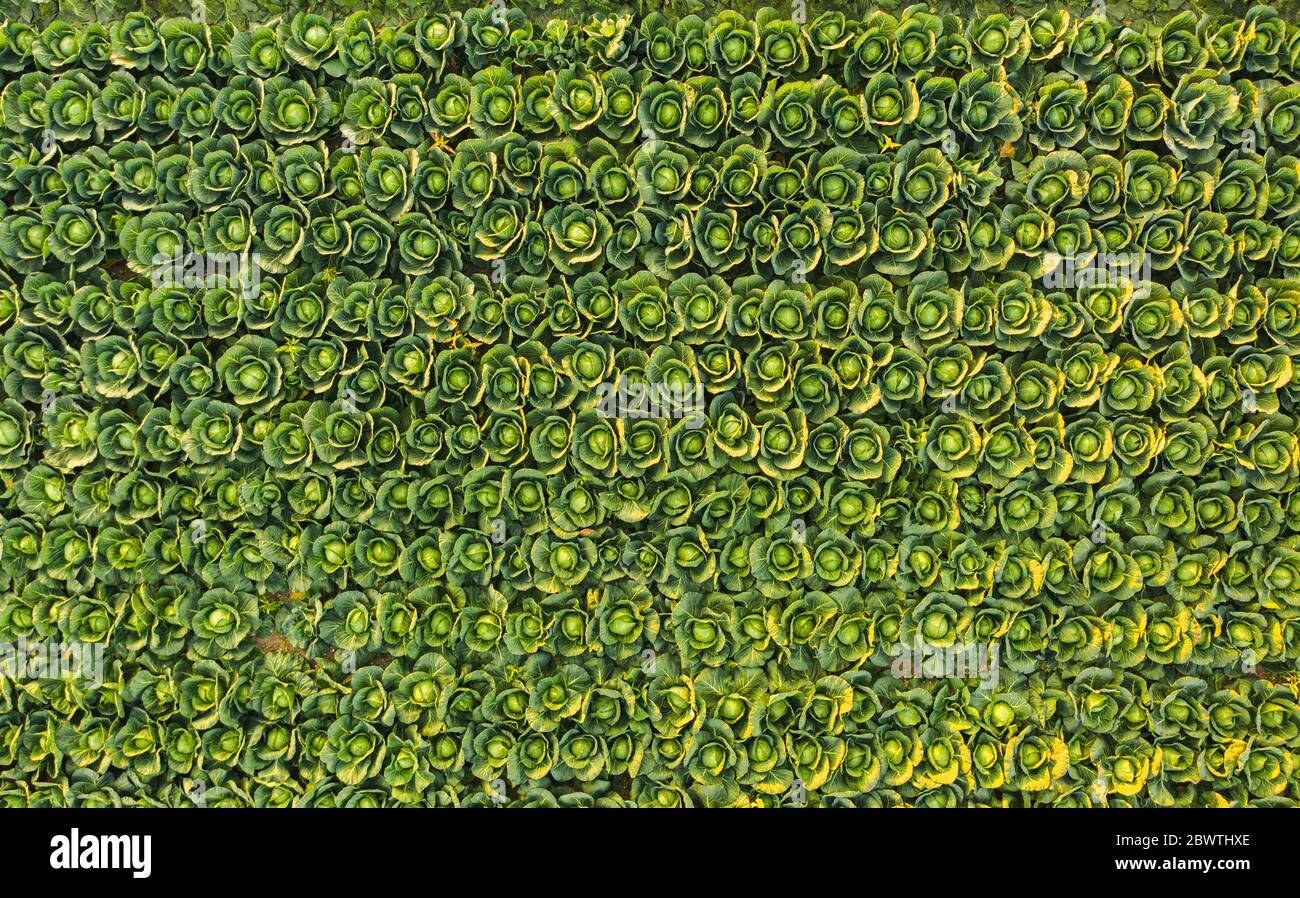 Cabbage field from aerial above hi-res stock photography and images - Alamy