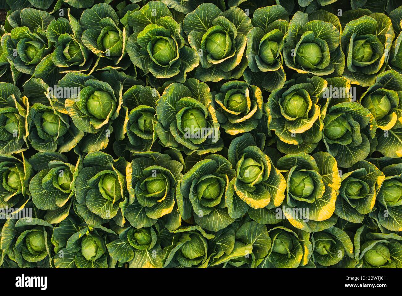 Cabbage field from aerial above hi-res stock photography and images - Alamy