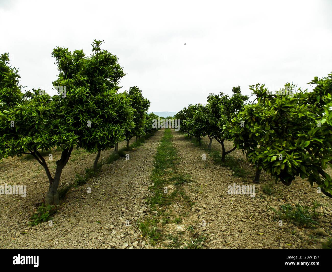 Mandarin Orange Field High Resolution Stock Photography and Images - Alamy