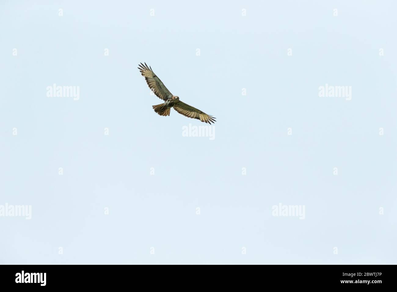 Red-necked buzzard Buteo auguralis, juvenile, in flight, Pra River ...