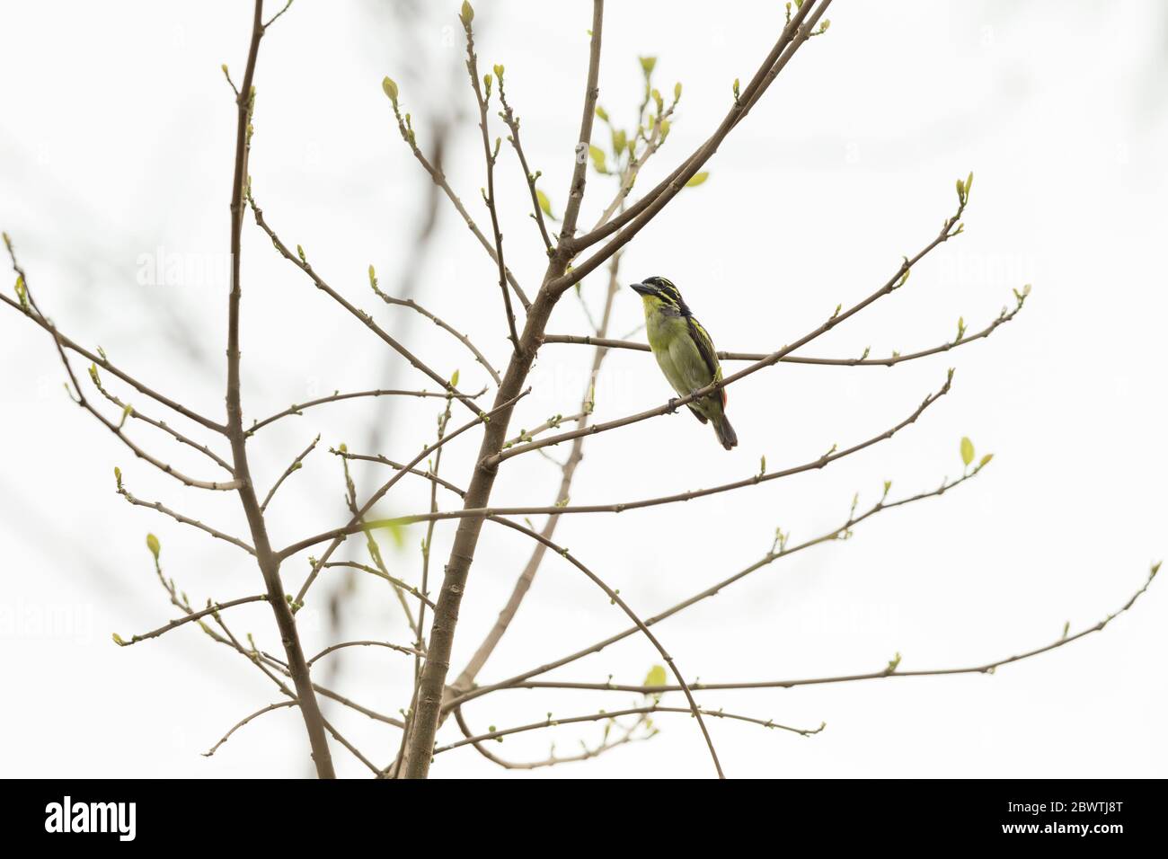 Pogoniulus atroflavus hi-res stock photography and images - Alamy