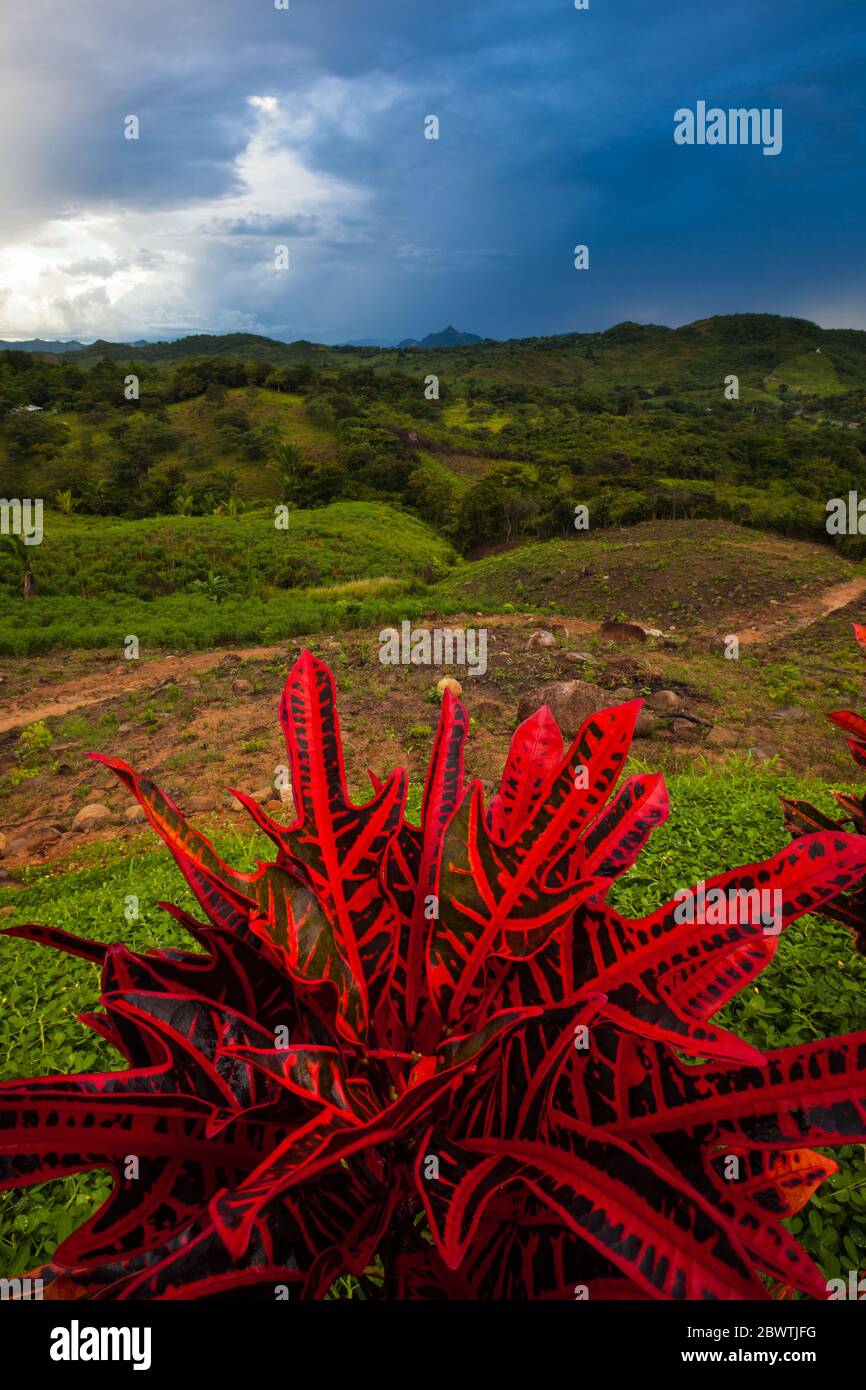 Colorful croto plant in a garden in the interior of the Cocle province ...