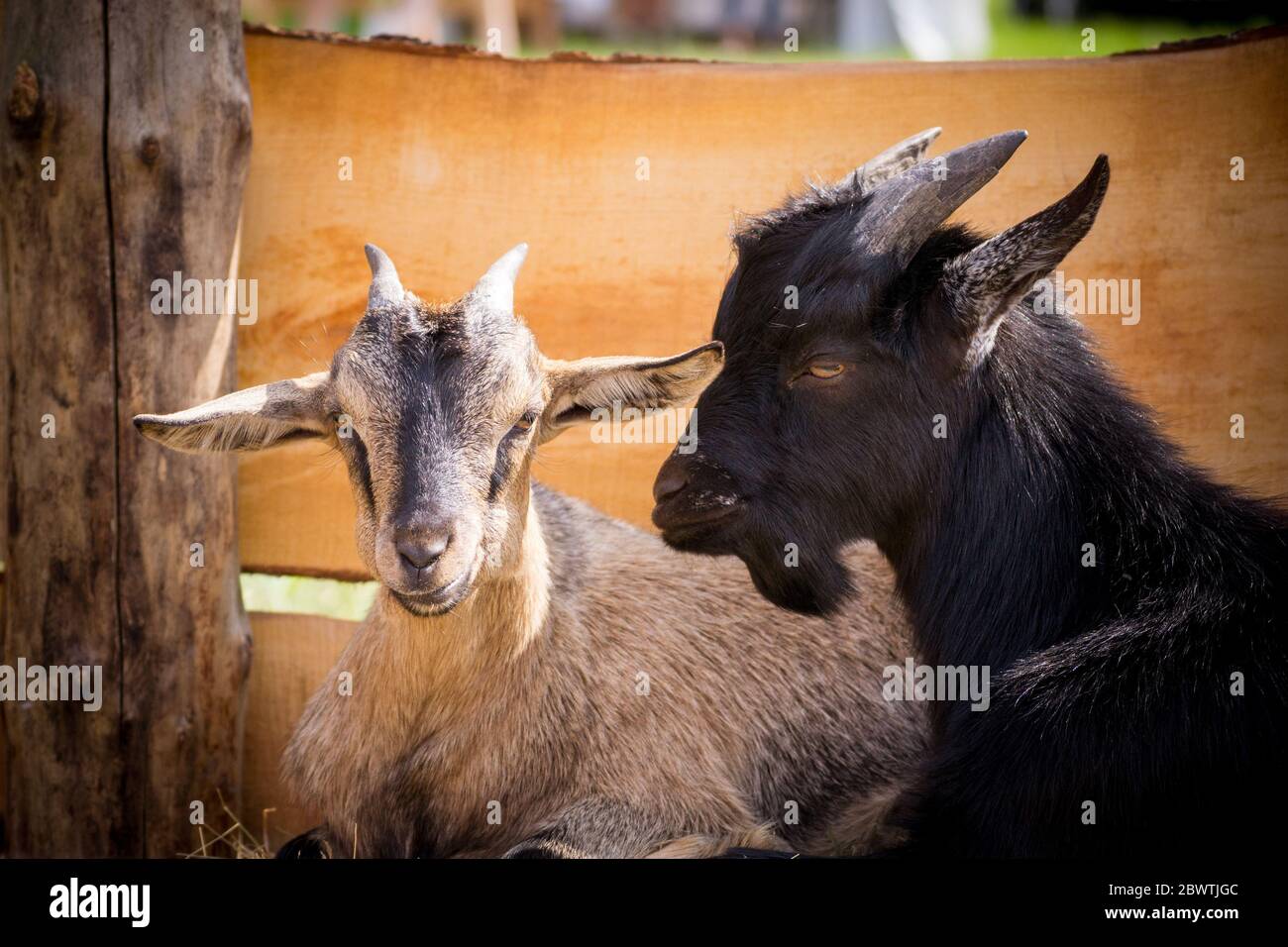 Goatlings hi-res stock photography and images - Alamy