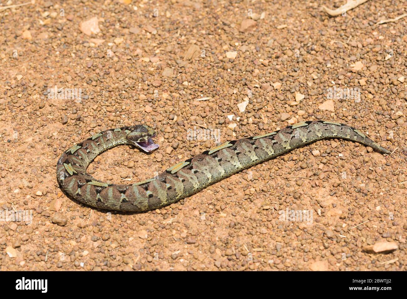 Rhinoceros Viper (bitis Nasicornis) High Resolution Stock Photography ...