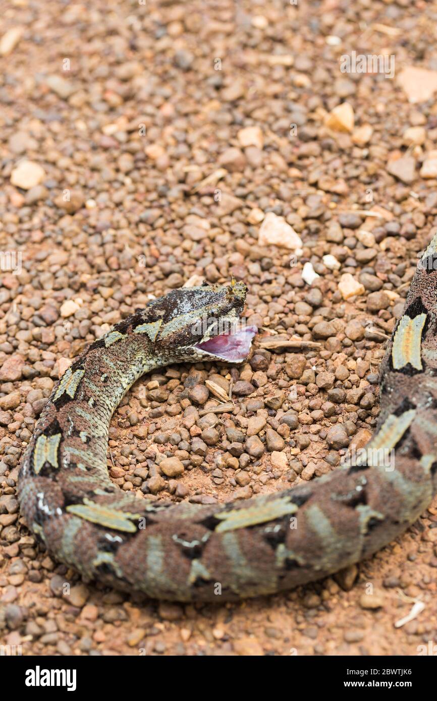 Rhinoceros viper Bitis nasicornis, dead, lying on gravel road, Offinso ...