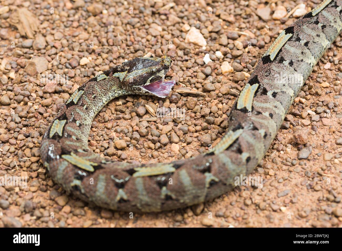 Snakes of the ethiopian region hi-res stock photography and images - Alamy