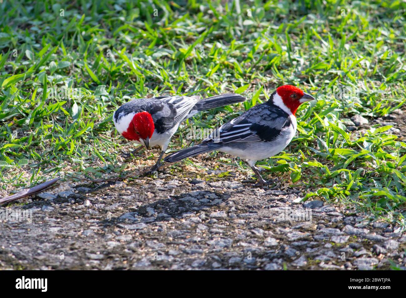 Cowled head hi-res stock photography and images - Alamy