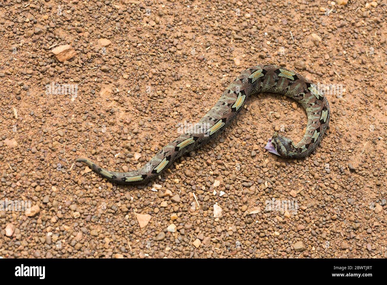 Rhinoceros viper Bitis nasicornis, dead, lying on gravel road, Offinso ...
