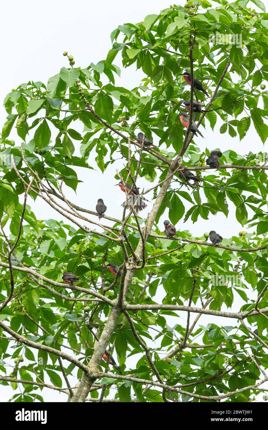 Rosy bee-eater Merops malimbicus, adult flock, roosting in trees ...