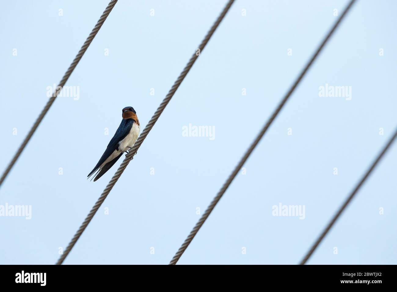 Ethiopian swallow hi-res stock photography and images - Alamy