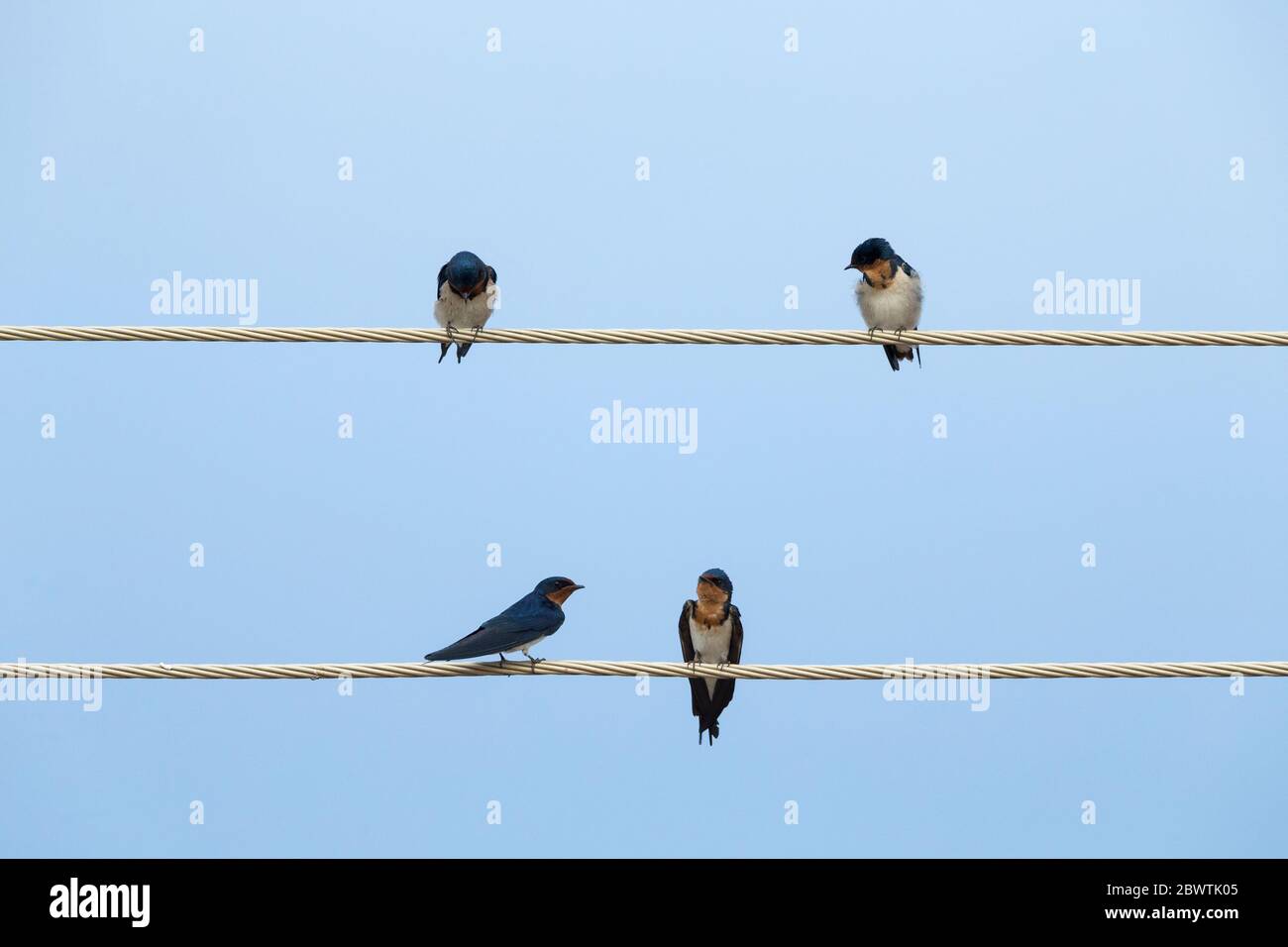 Ethiopian swallow hi-res stock photography and images - Alamy