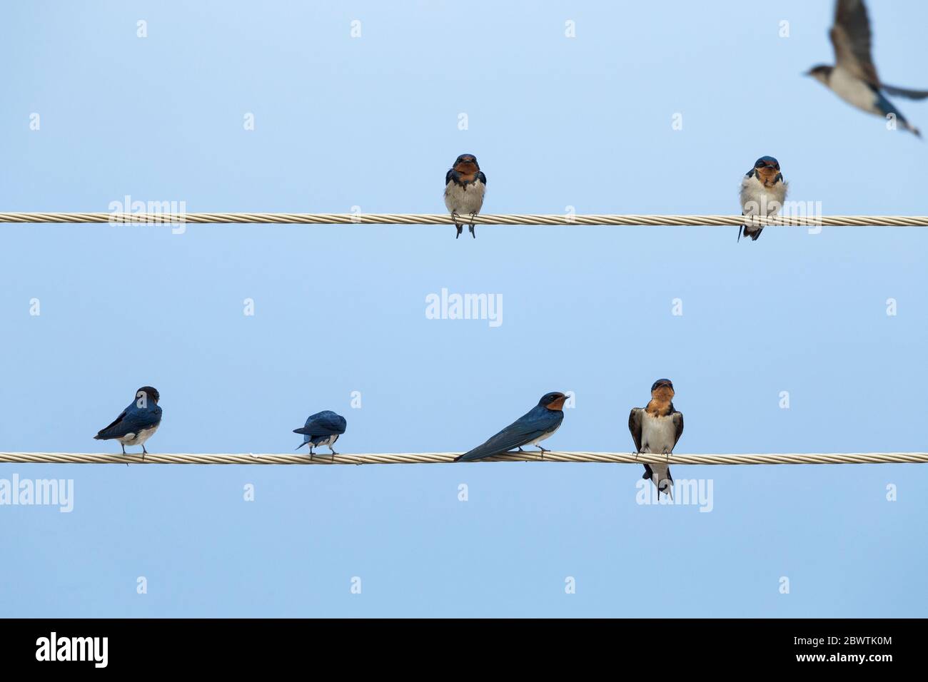 Ethiopian swallow hi-res stock photography and images - Alamy