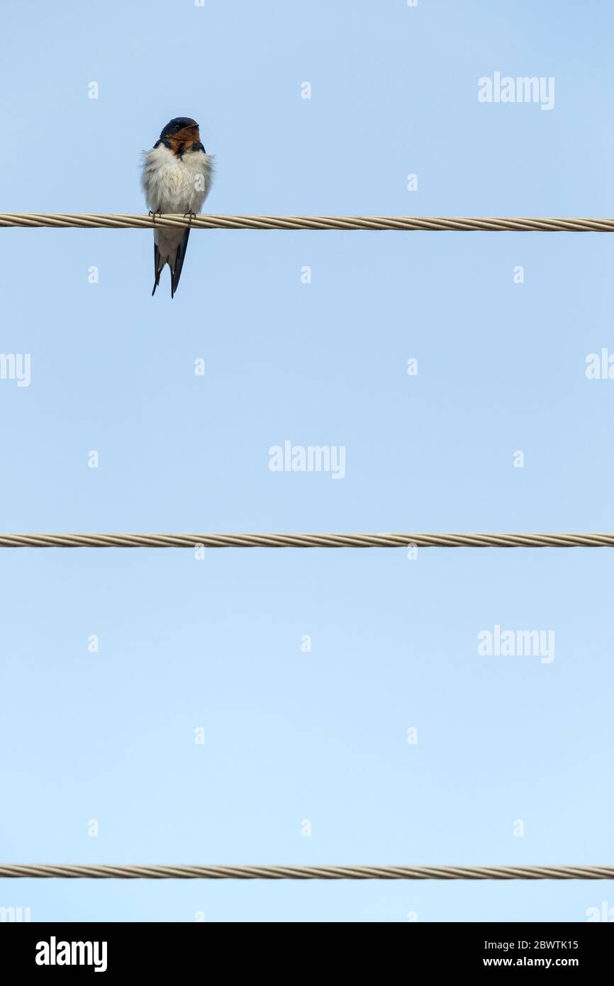 Ethiopian swallow hi-res stock photography and images - Alamy