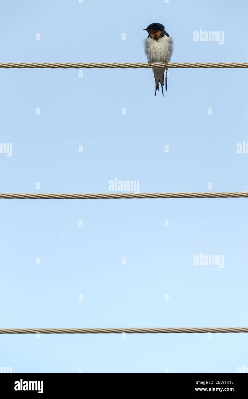 Ethiopian swallow hi-res stock photography and images - Alamy