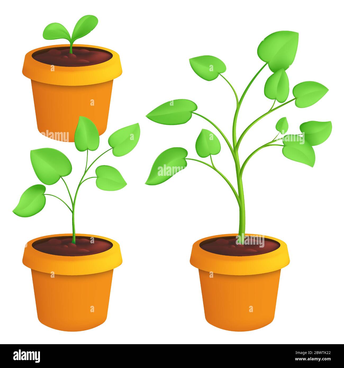 Growing Beans Clipart