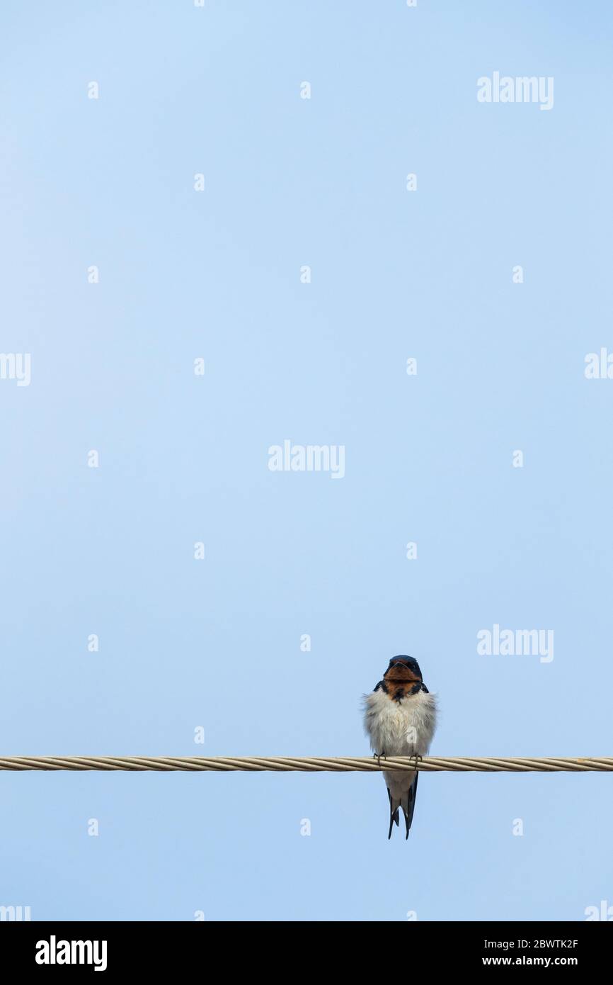 Ethiopian swallow hi-res stock photography and images - Alamy