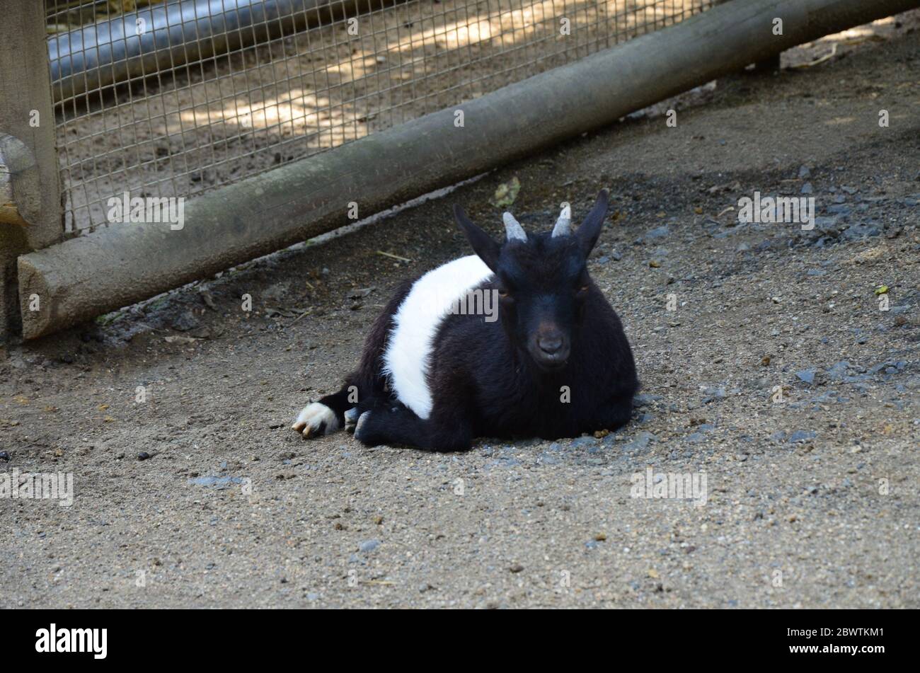 Capra hircus hircus domestico Stock Photo - Alamy