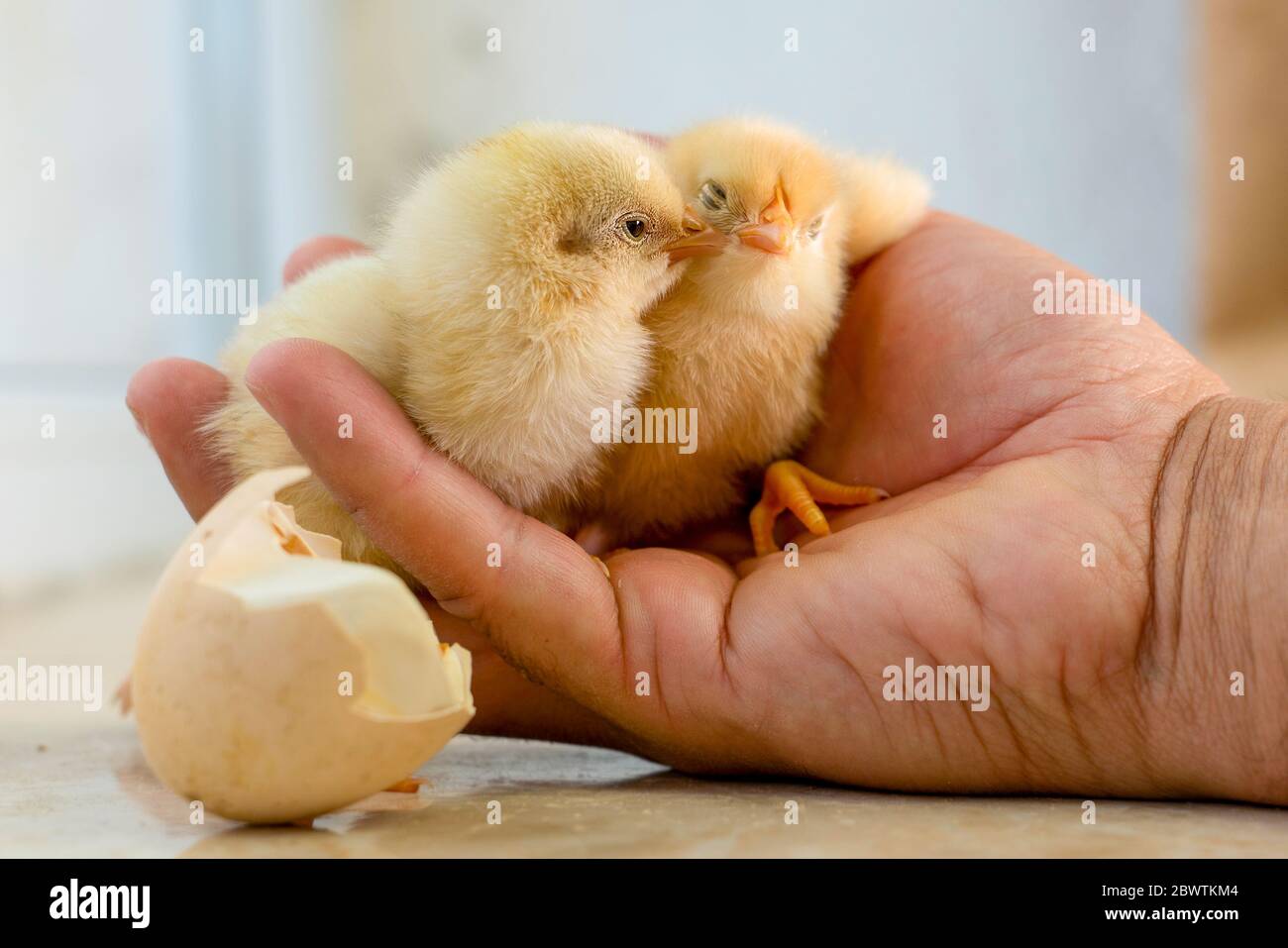 Two sleepy and tired yellow chicks in hand. Two very sweet chicks in ...