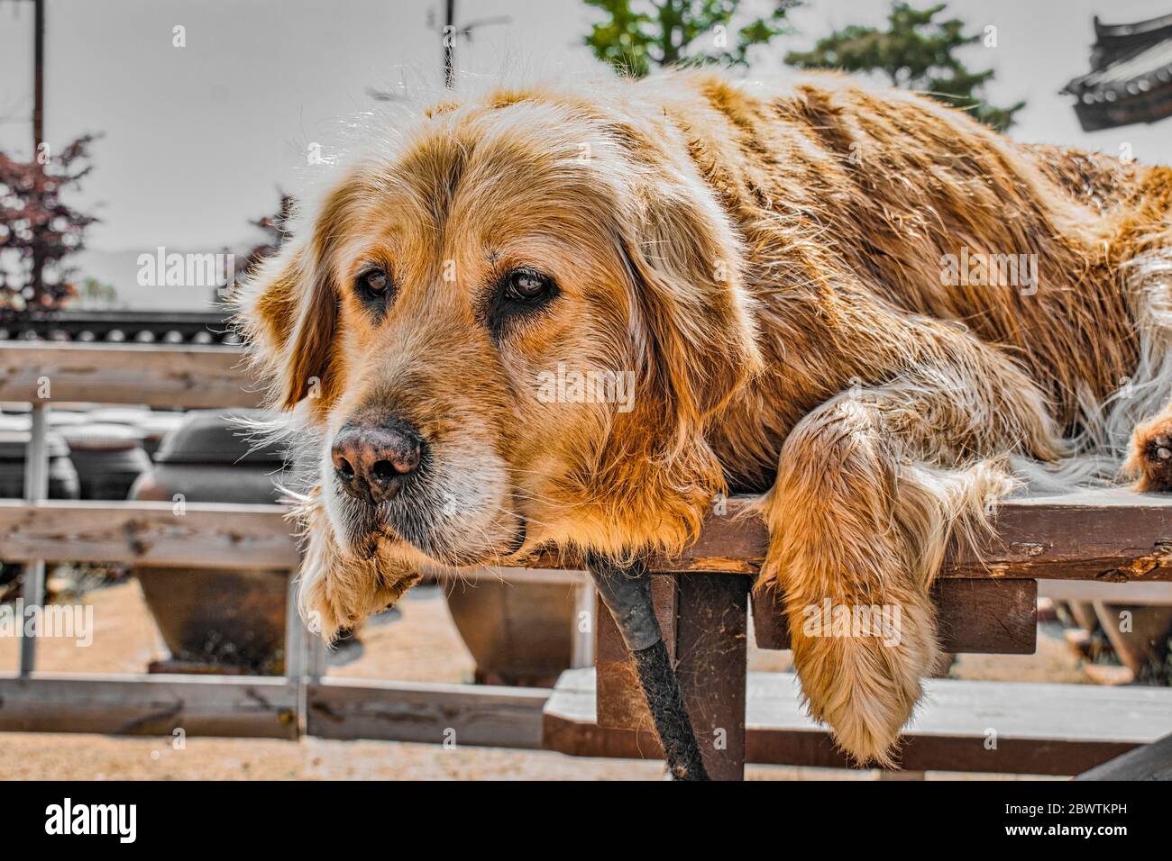 Closeup portrait of a Golden Retriever dog resting on a table in ...