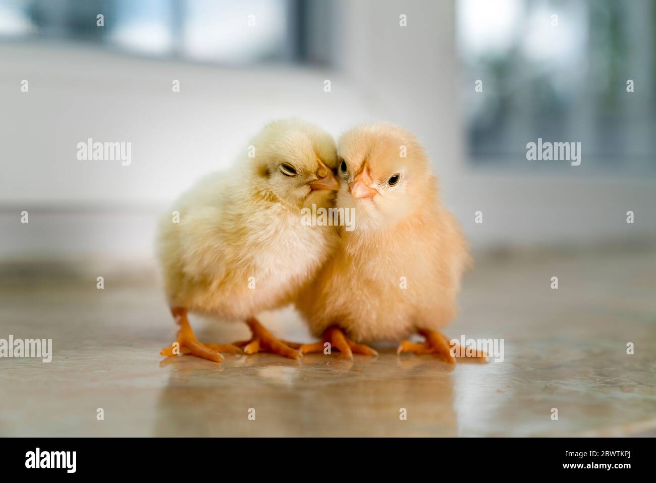Two sleepy and tired yellow chicks on ground. Two very sweet chicks on ...