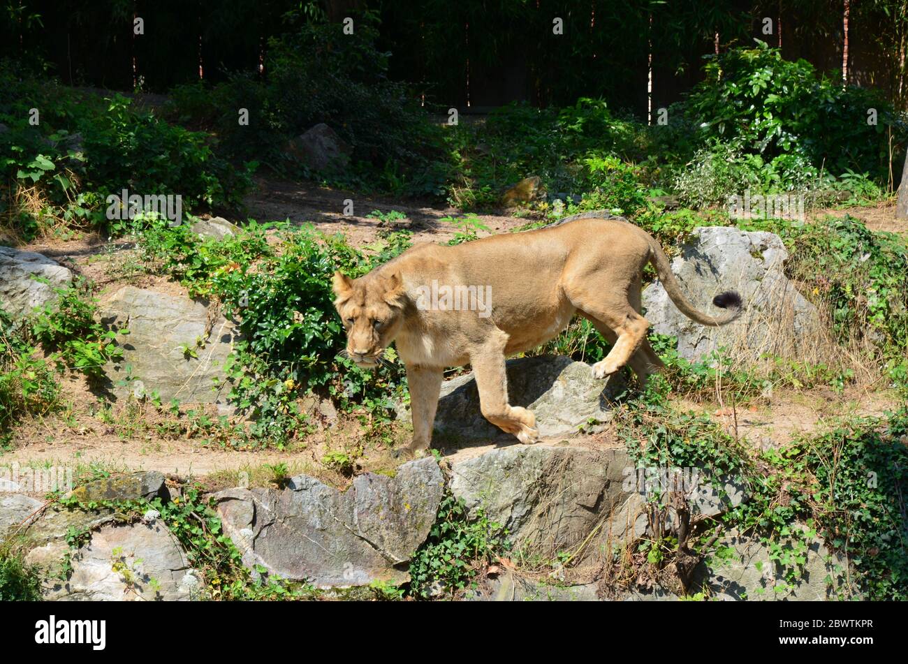 Asiatic lion male in the zoo Stock Photo - Alamy