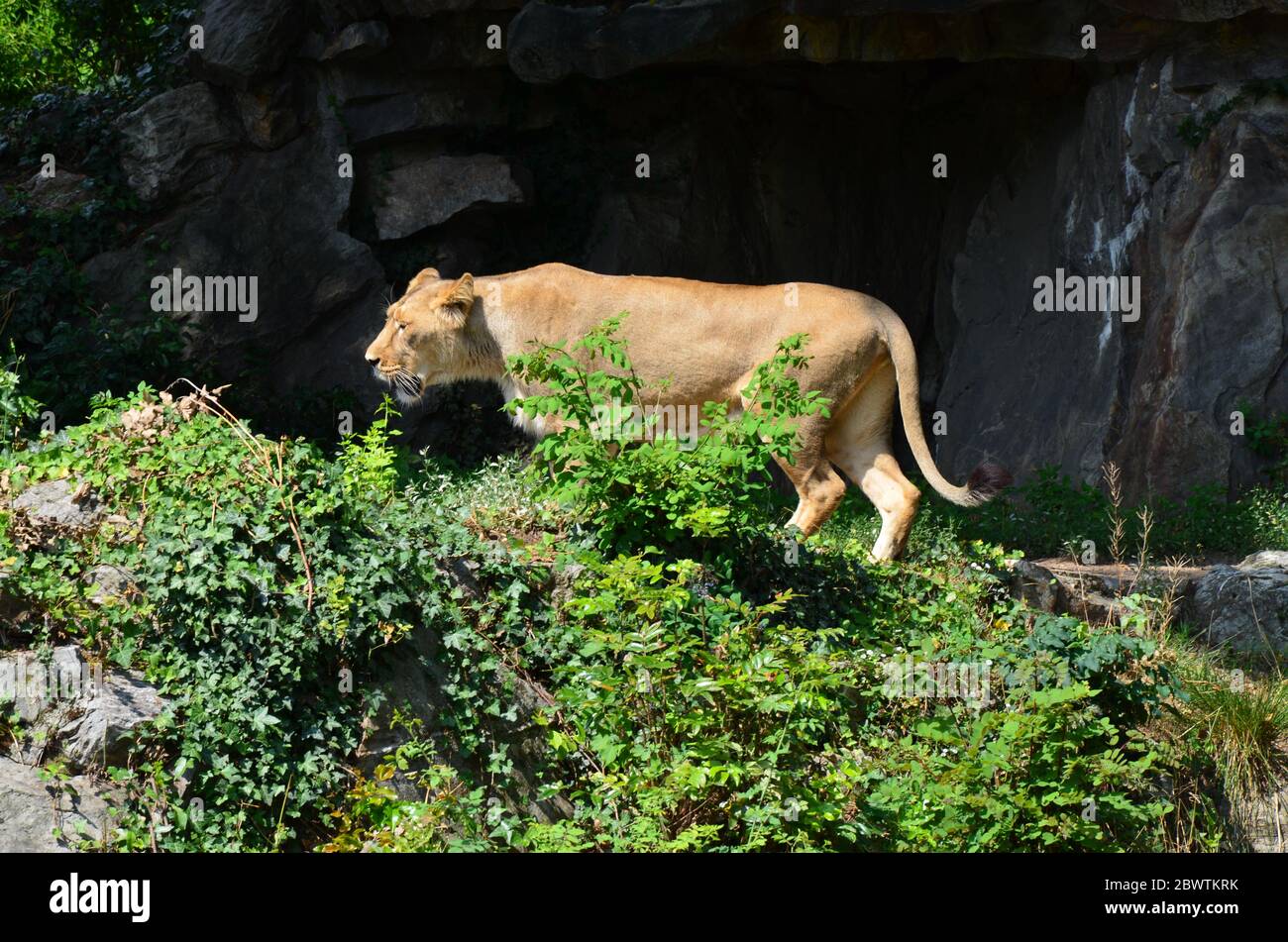 Asiatic lion male in the zoo Stock Photo - Alamy