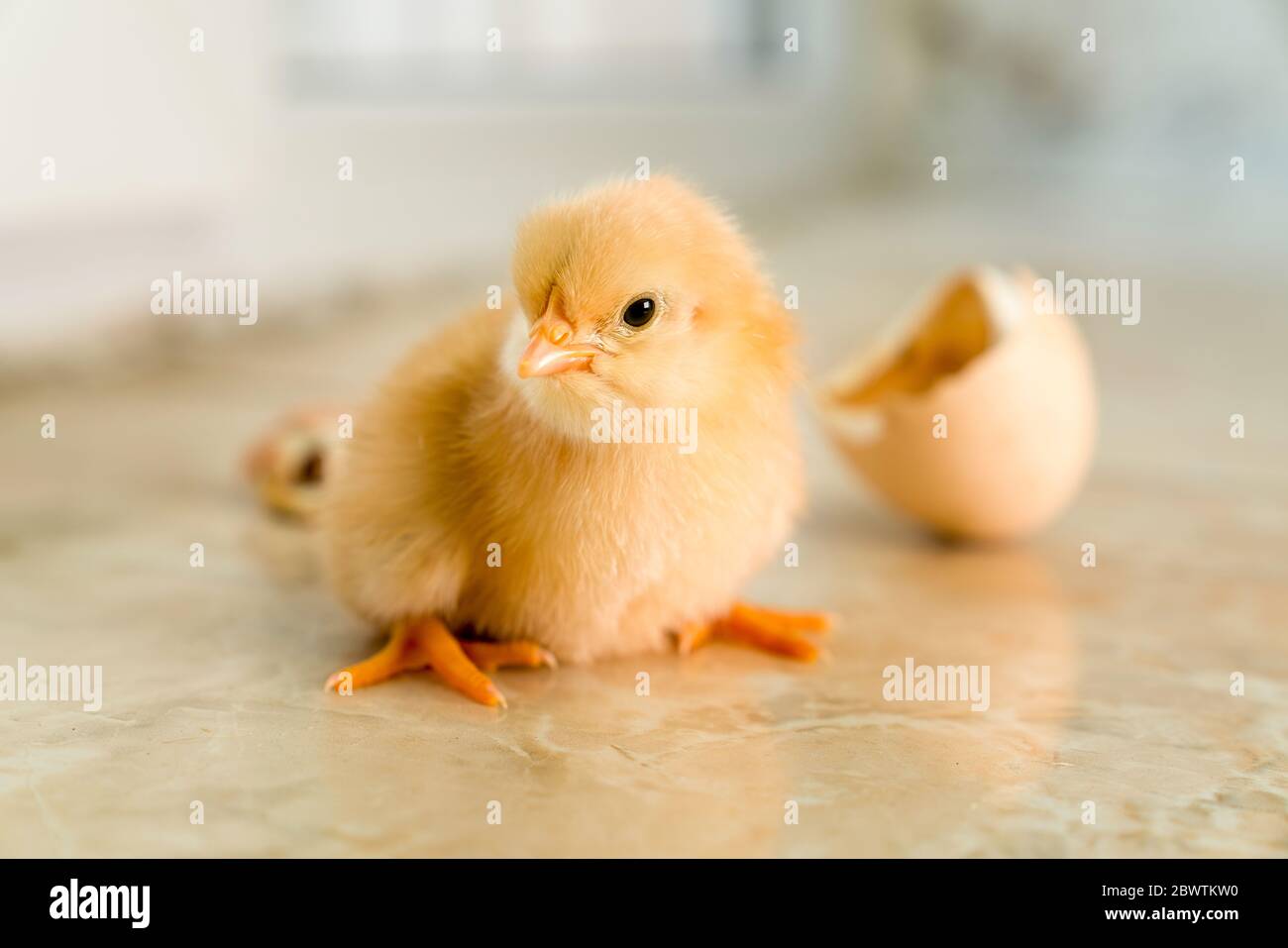 A newly hatched yellow chick looks around with curious eyes Stock Photo ...