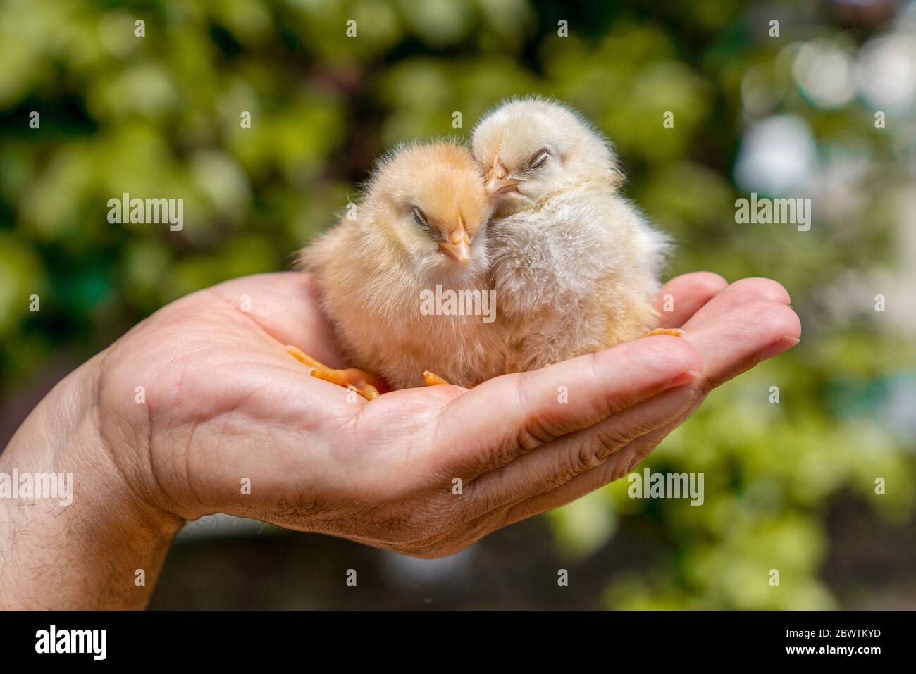 Two sleepy and tired yellow chicks in hand. Two very sweet chicks in ...