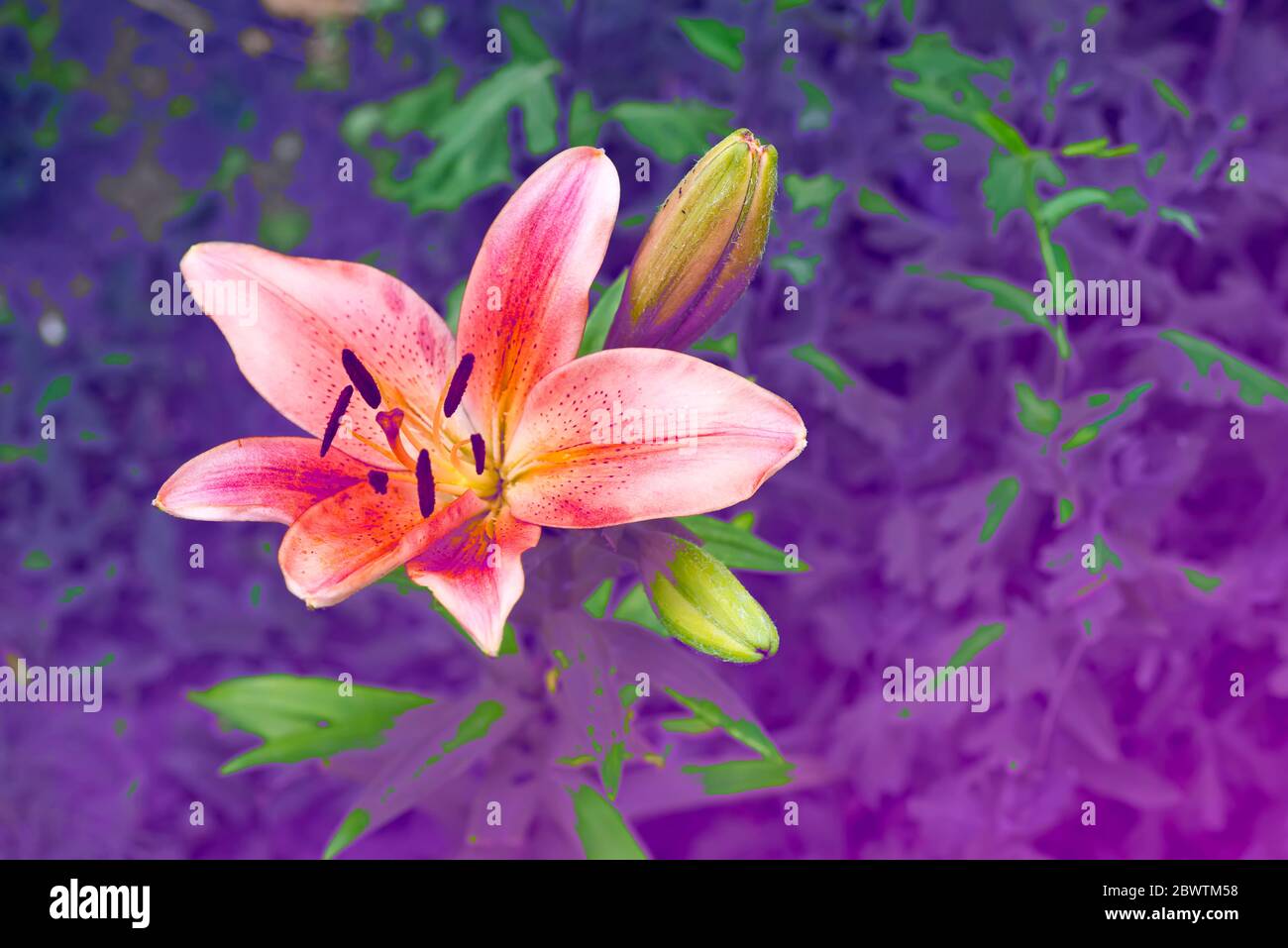 Pink lilia in green bushes on garden , toned blue with purple color ...