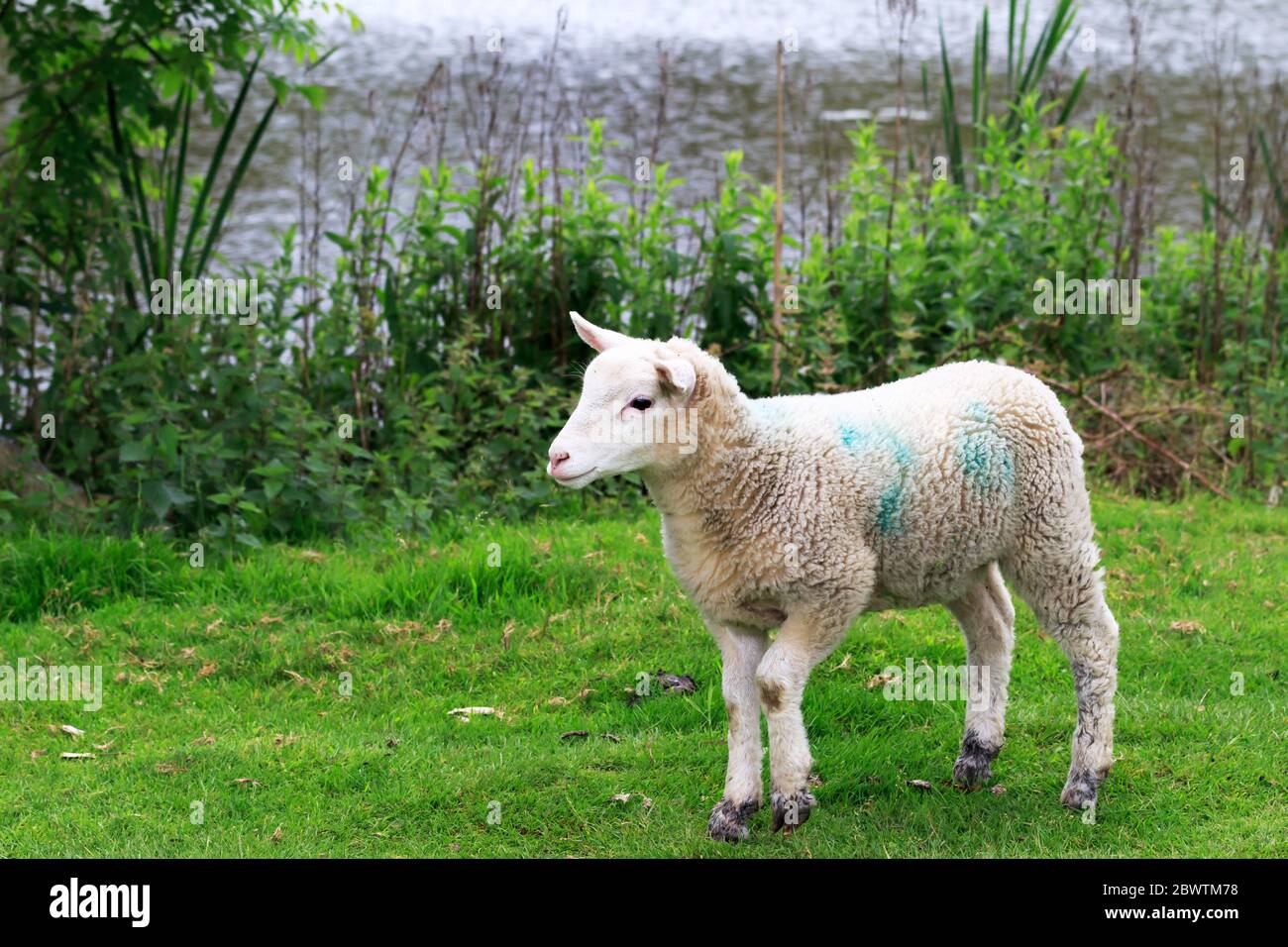 Standing lamb hi-res stock photography and images - Alamy