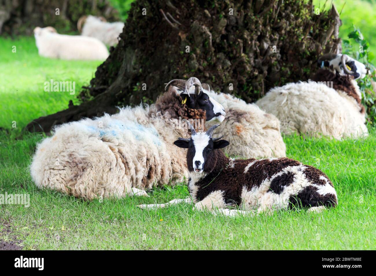 Young Jacob sheep lying down with adult sheep in the background Stock ...