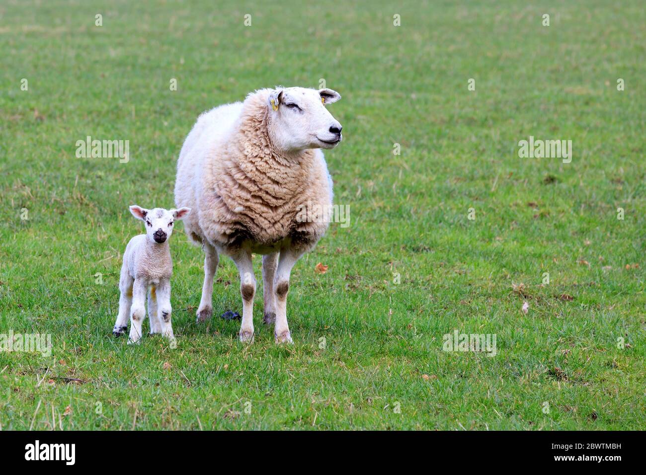 Chevot sheep with lamb Stock Photo - Alamy
