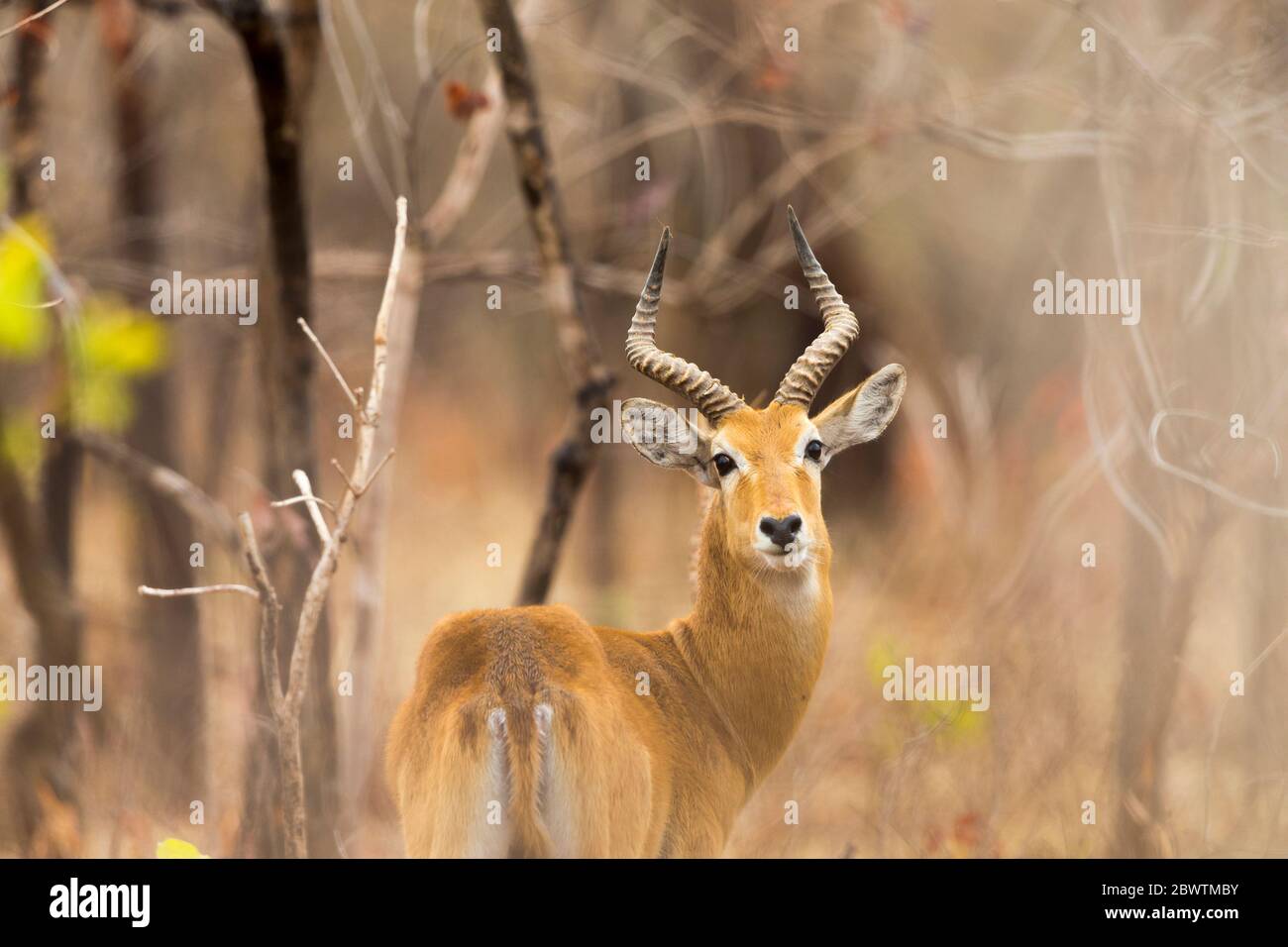 Western kob Kobus kob kob, adult male, in dry forest, Mole National ...