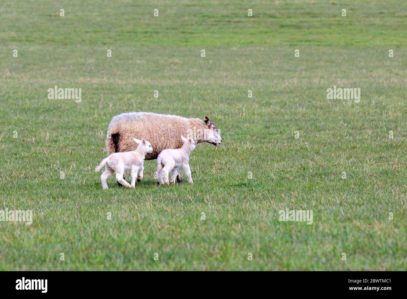 Chevot sheep with lambs Stock Photo - Alamy
