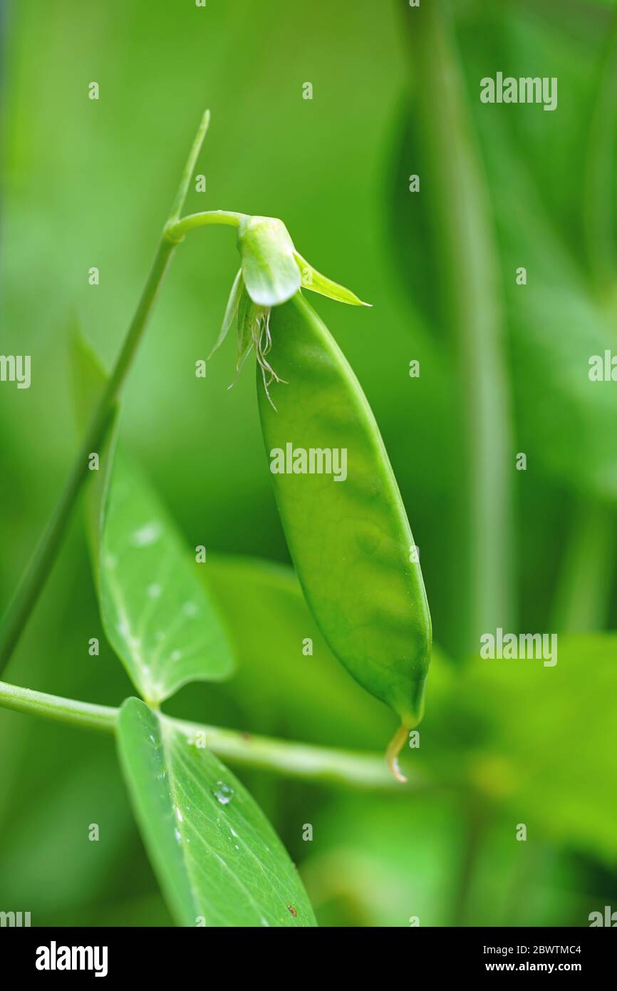 Snap pea blossom hi-res stock photography and images - Alamy