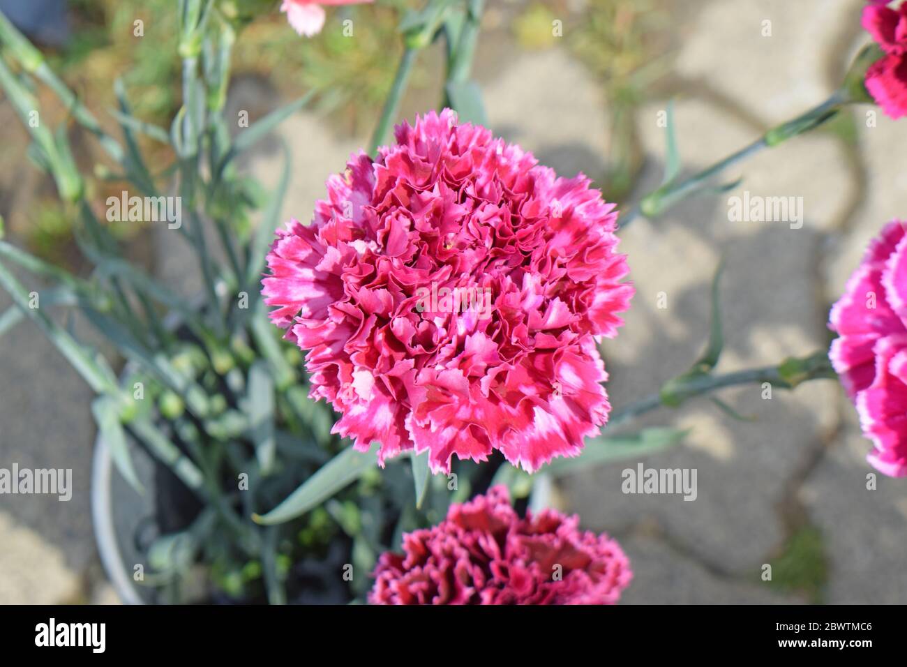A pink carnation flower illuminated by the sun in the garden Stock ...