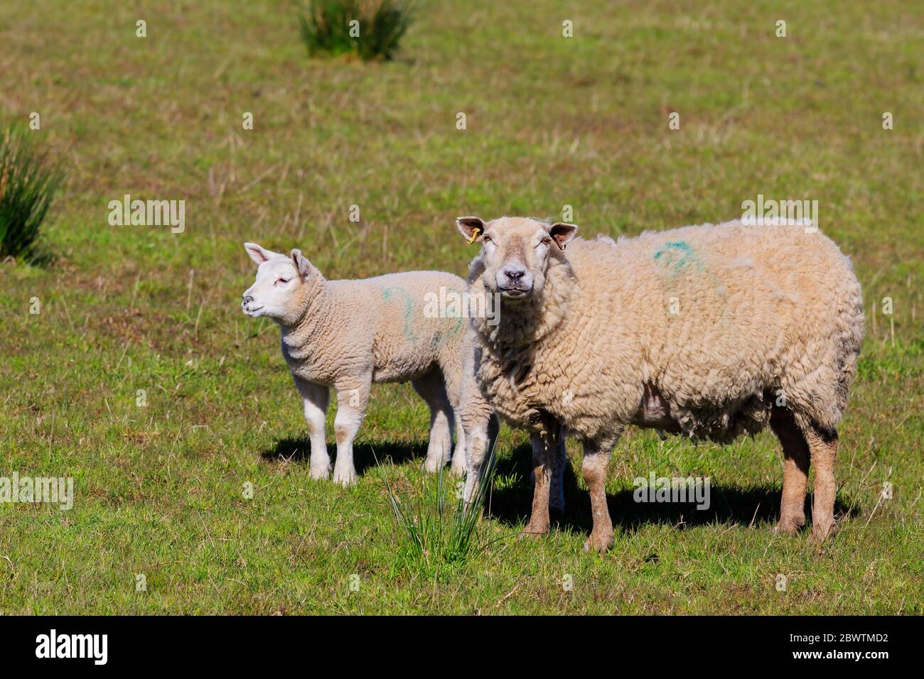 Chevot Ewe sheep and Lamb Stock Photo - Alamy